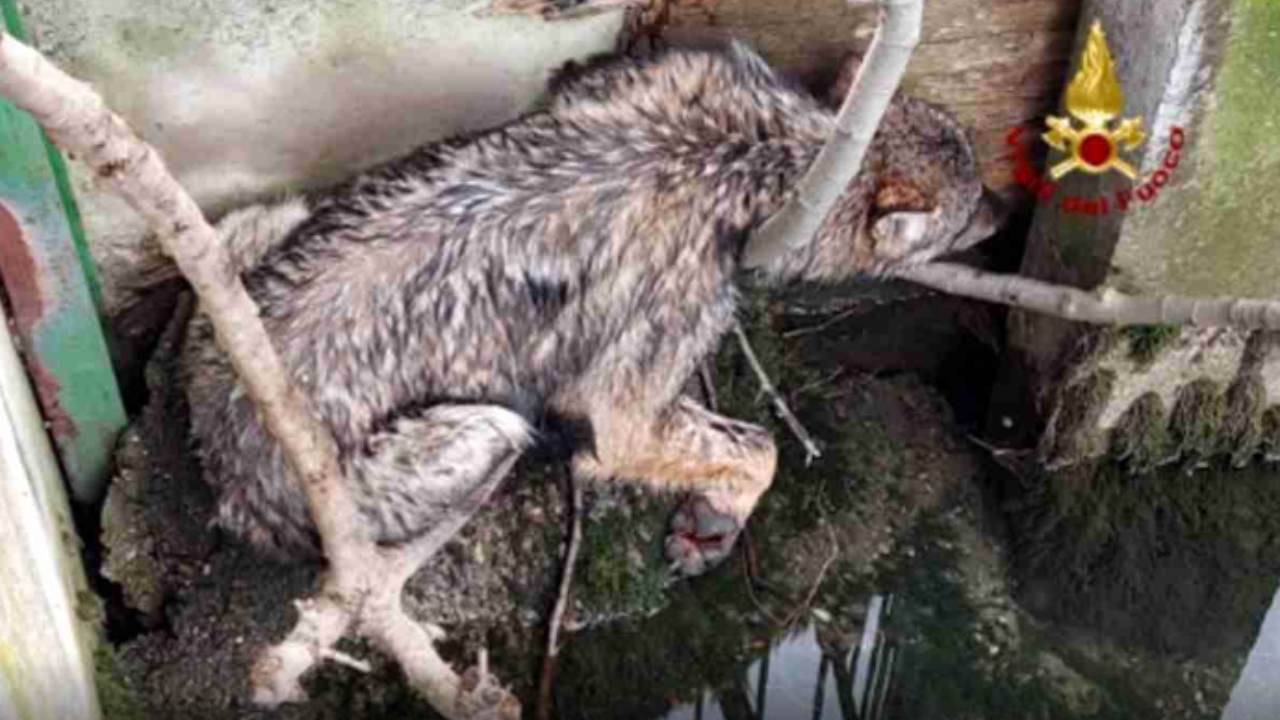 Assetato, lupo tenta di raggiungere l'acqua ma rimane intrappolato video