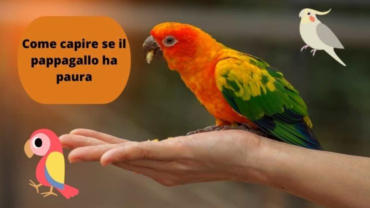 Come capire se il pappagallo ha paura e cosa fare per tranquillizzarlo