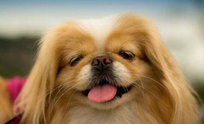 Curiosità sul Pechinese: Informazioni inedite e suggerimenti sul nome