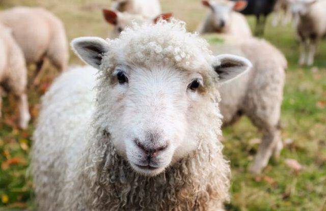 Conosci la storia di Dolly? Ecco chi è la prima pecora clonata in ...