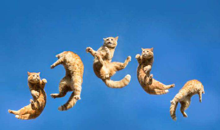 Il gatto cade sempre in piedi: è davvero così e come ci riesce?