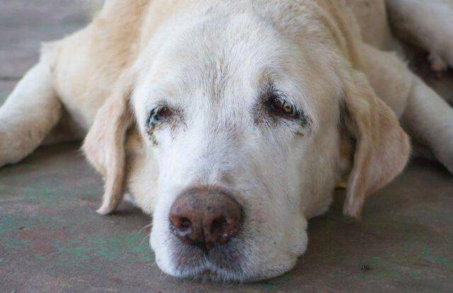 La sedia di Bailey per il cane: che cos'è, a cosa serve e quando usarla