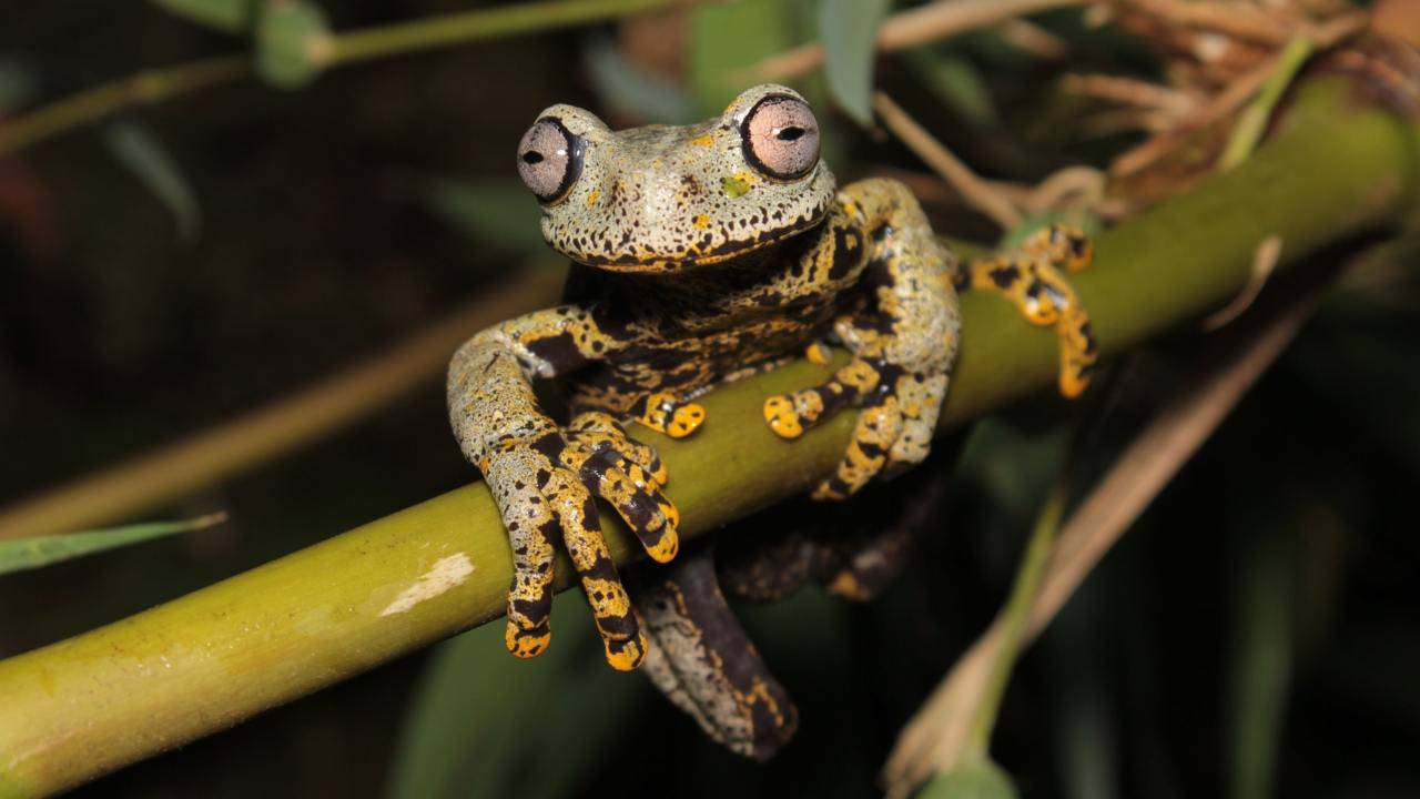 Scoperta nuova specie di rana: sembra uscita da un romanzo fantasy