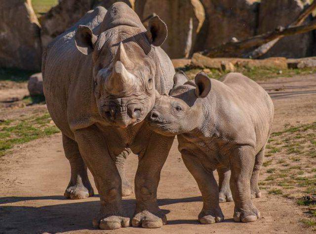 Passi avanti nella salvaguardia dei rinoceronti: nessuno ucciso nel 2022