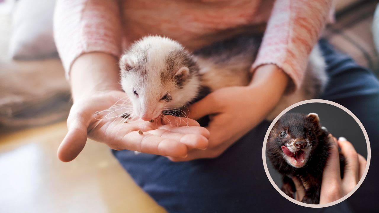 Scialorrea nel furetto: le cause, i sintomi e il trattamento