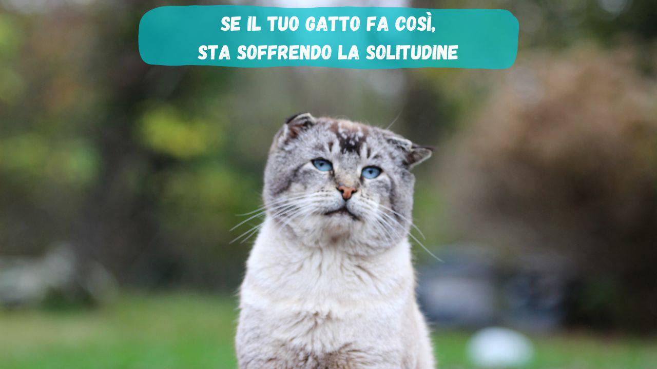 Se il tuo gatto fa così, ha bisogno di un amico per non soffrire di ...