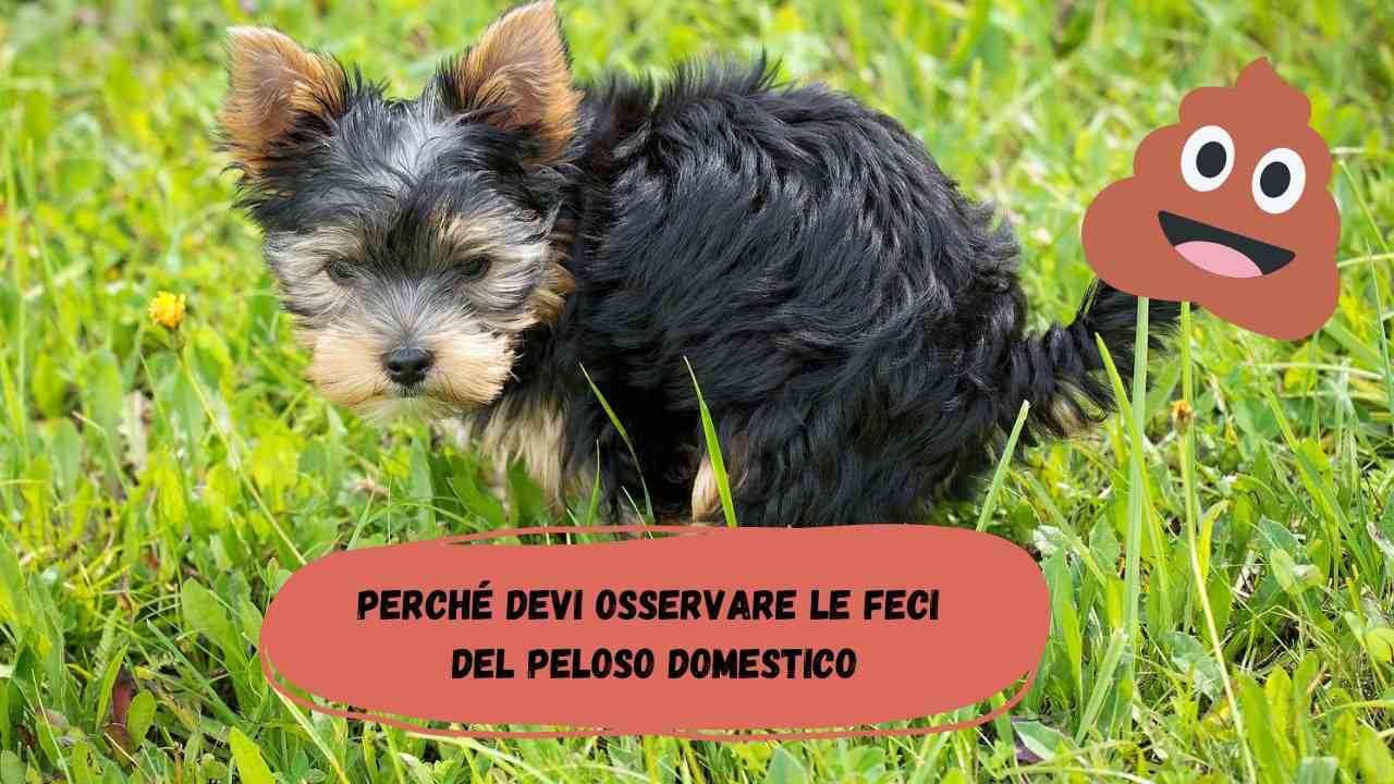 Osservare le feci del tuo amico a quattro zampe: è importante per la salute