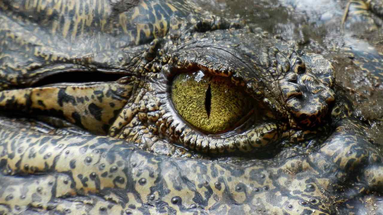 Emerge dal mare un'antica specie di coccodrillo: è sconosciuta - FOTO