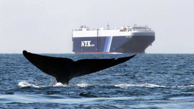 Balene, come hanno fatto a diventare gli animali più grandi della terra?