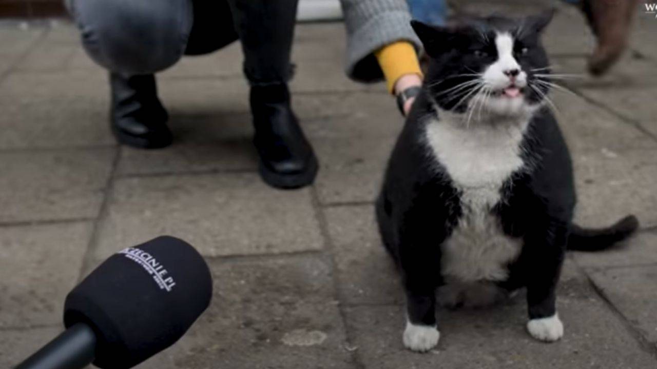 "Attrazione turistica" amata da migliaia di visitatori: il gatto Gacek ...