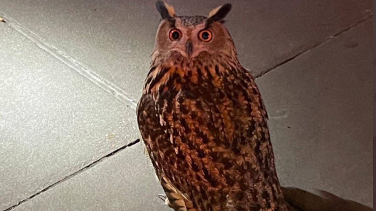 Un volo per la libertà: la continua fuga del gufo Flaco dallo zoo (FOTO)