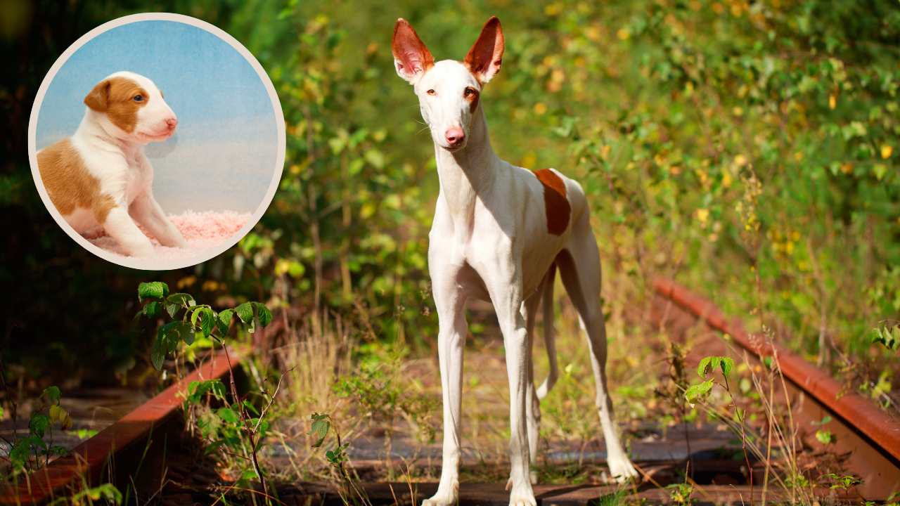 Adottare un Podenco Ibicenco: carattere, stile di vita e padrone ideale