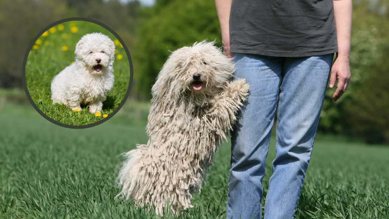 Adottare un Puli: carattere, stile di vita e padrone ideale
