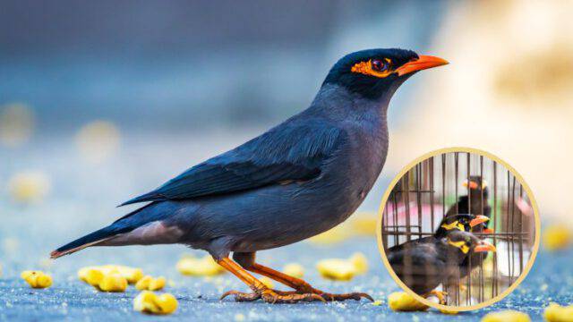 Alimentazione del merlo indiano: in natura e in cattività