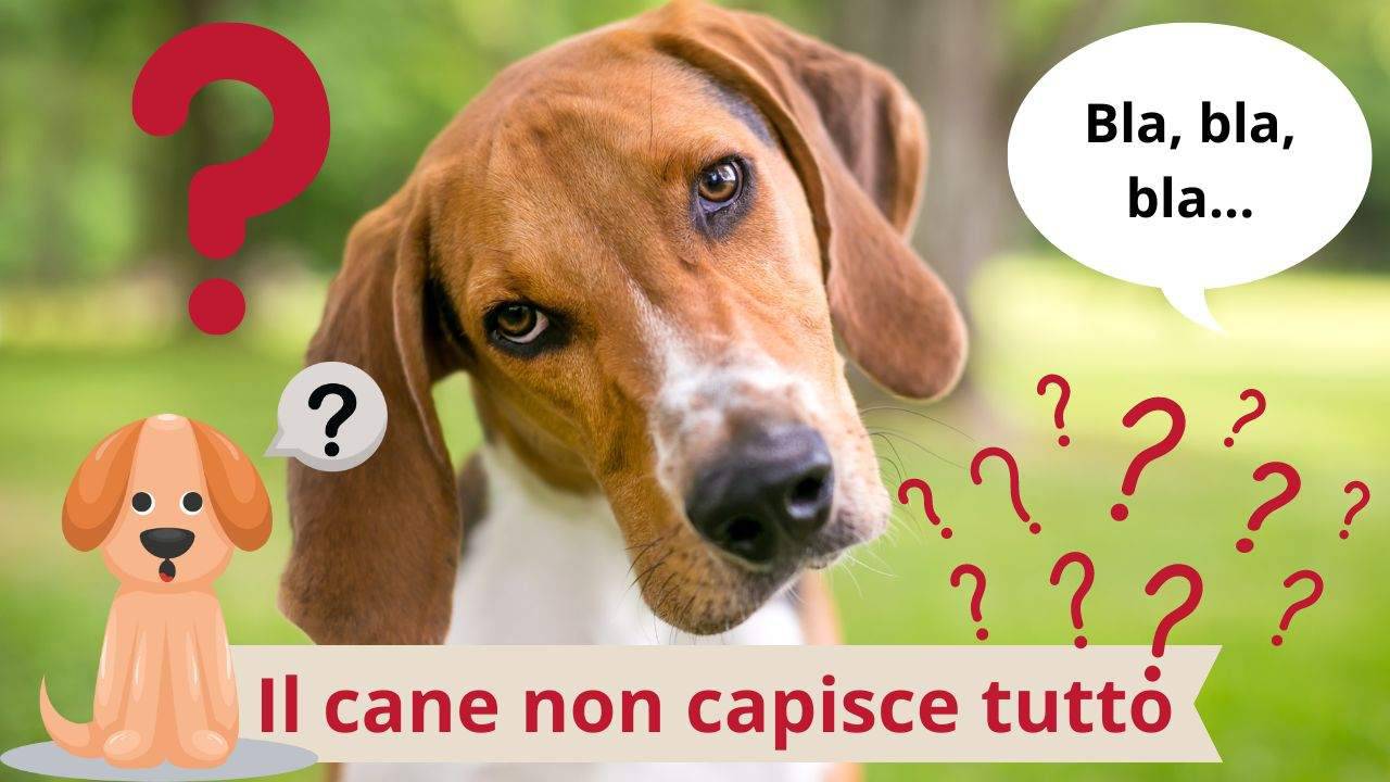 No, il cane non capisce tutto ciò che dici: la verità è molto diversa