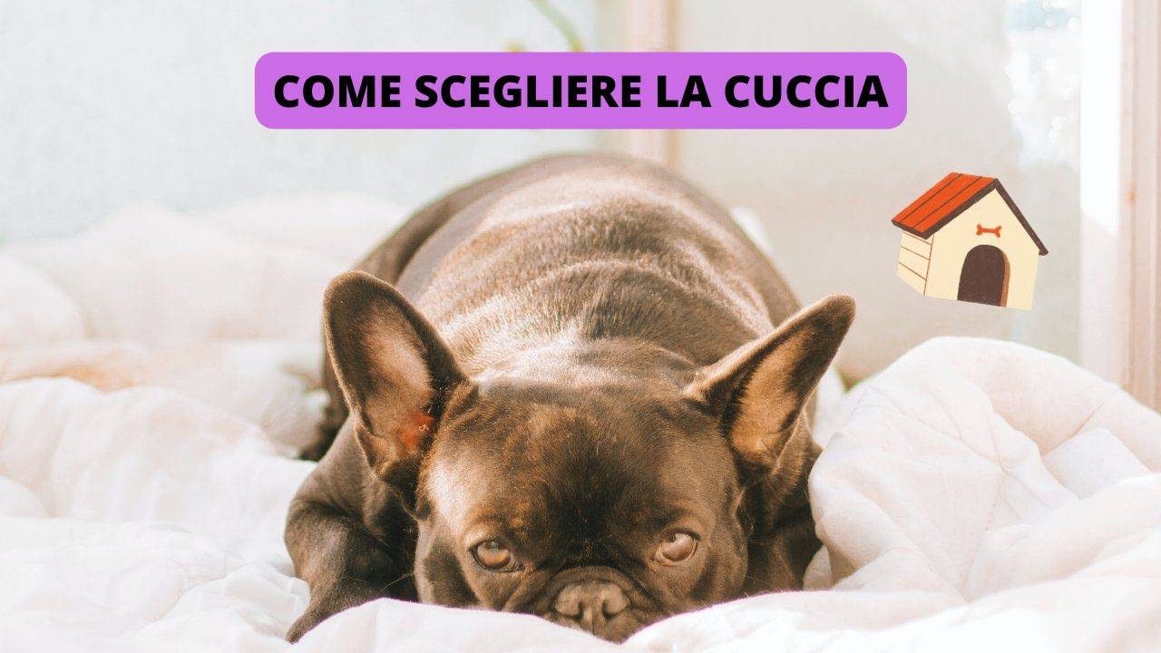 Come scegliere la miglior cuccia per il tuo cane: il consiglio ...