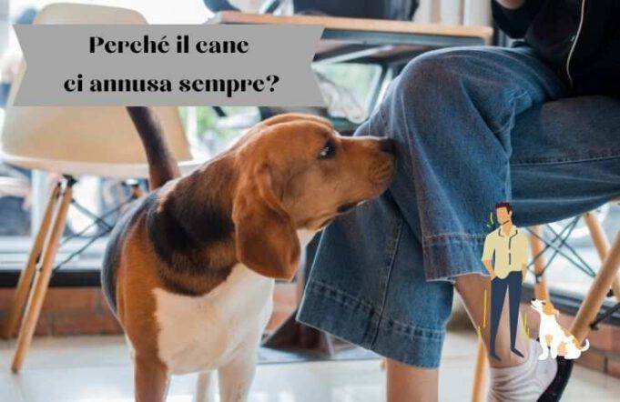 Il cane lo fa continuamente: ecco spiegato come mai Fido ti annusa