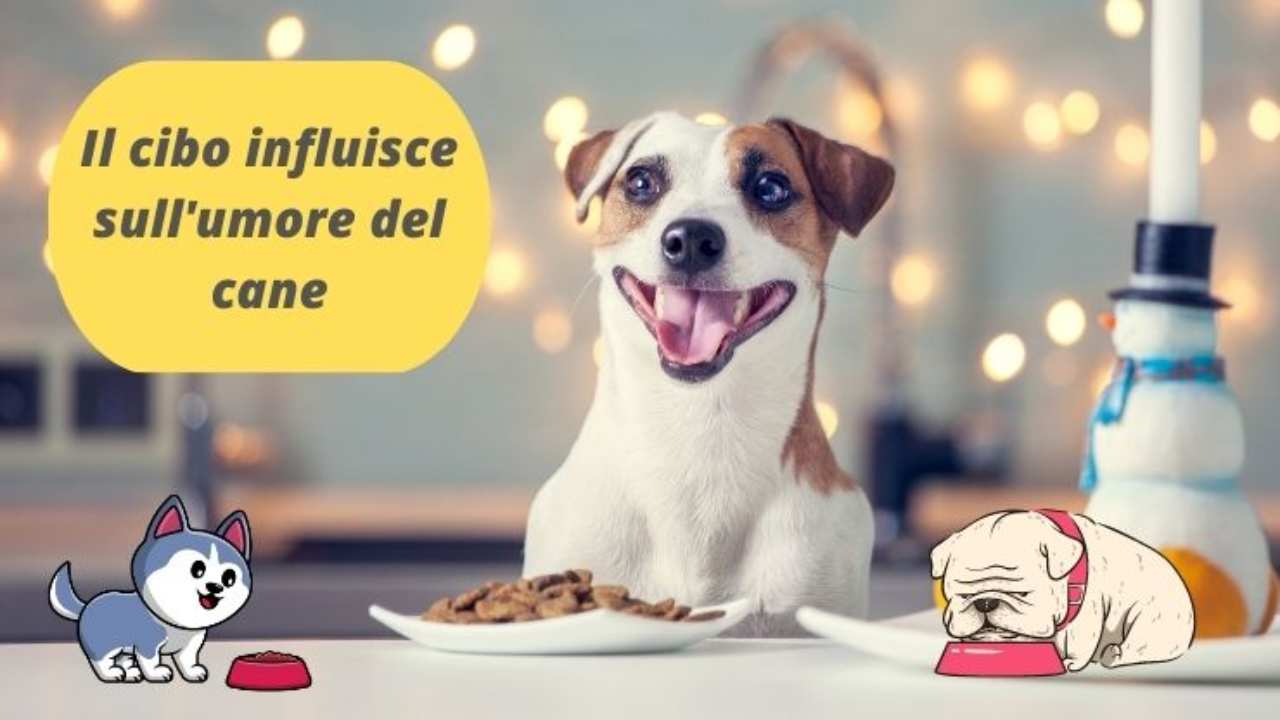 Alimentazione del cane: il cibo che mangia influisce anche sul suo umore
