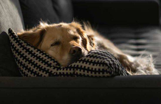 Il cane scodinzola quando dorme? Ecco il motivo del comportamento