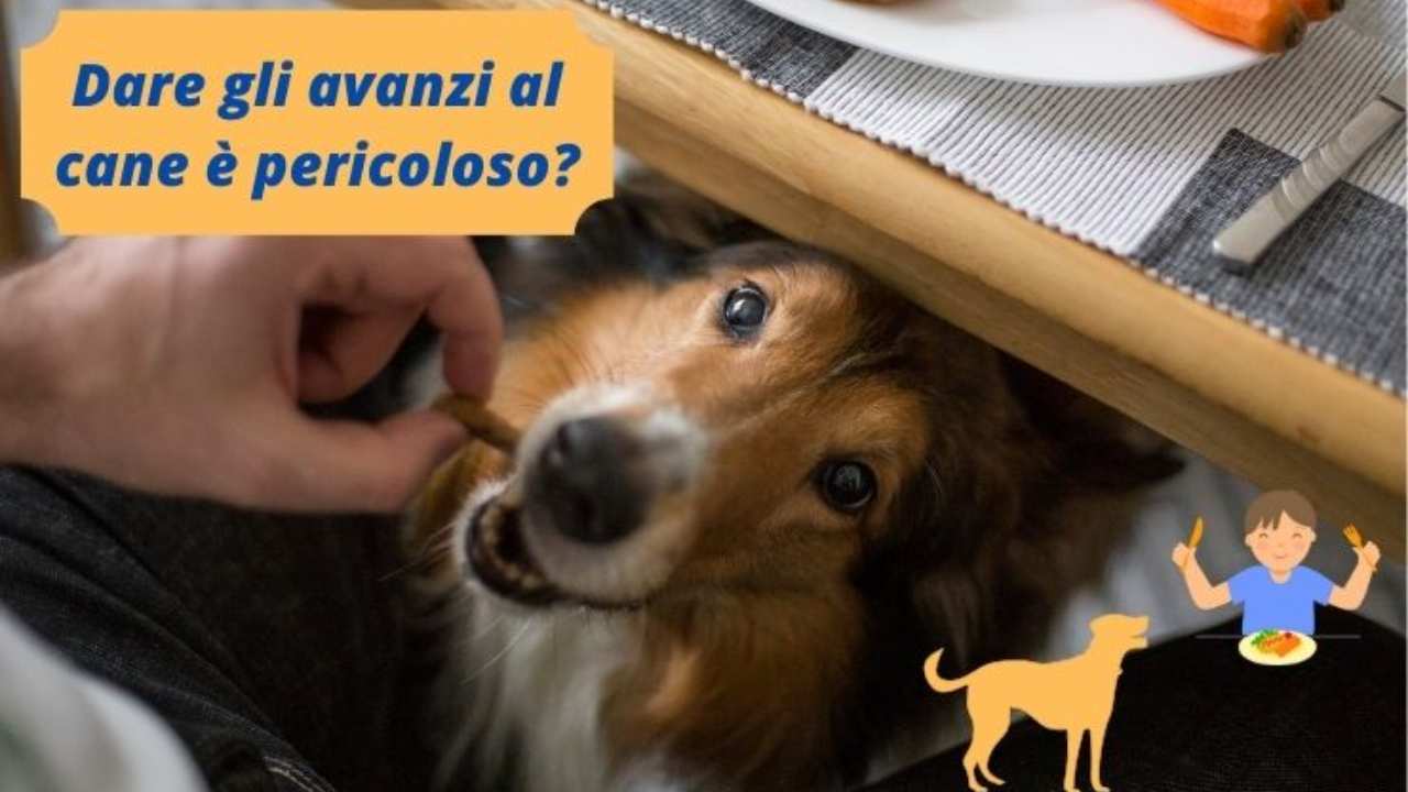 Dare gli avanzi al cane è pericoloso? Spesso sì, con un'eccezione
