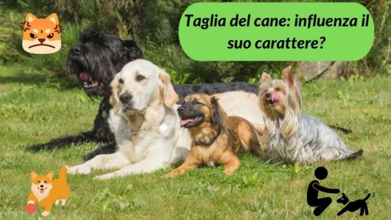 Cani e comportamento: la taglia del cane influenza il suo carattere?