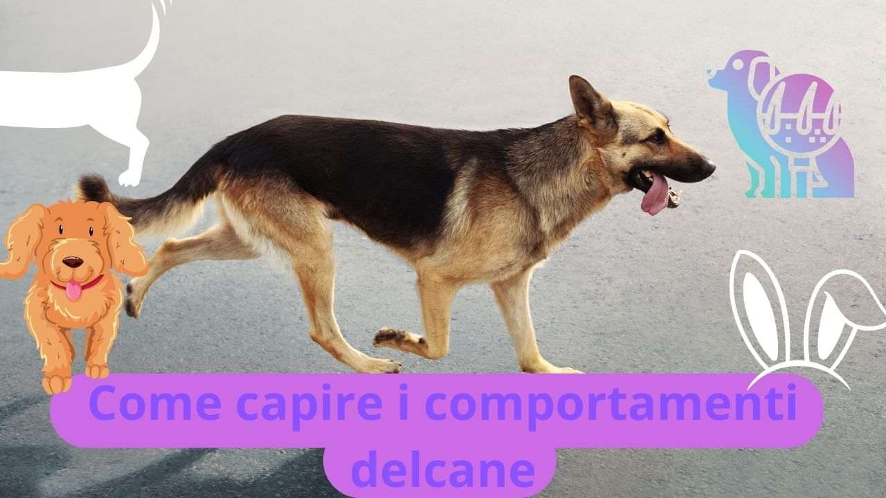 10 cose che fa il tuo cane quando cerca di dirti una cosa: come capire Fido