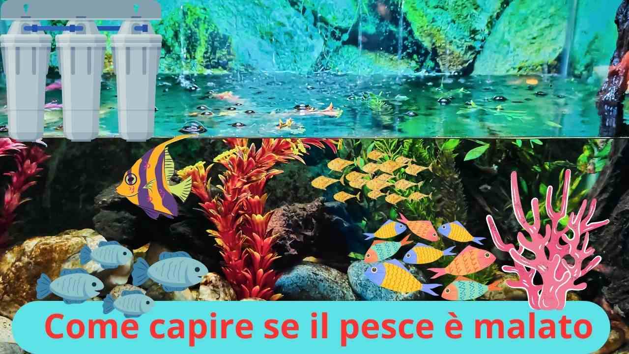 Come capire se il pesce è malato: segnali allarmanti da cogliere