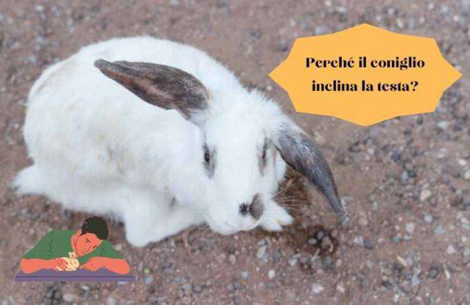 Il coniglio inclina la testa: ecco perché e cosa bisogn afare a riguardo