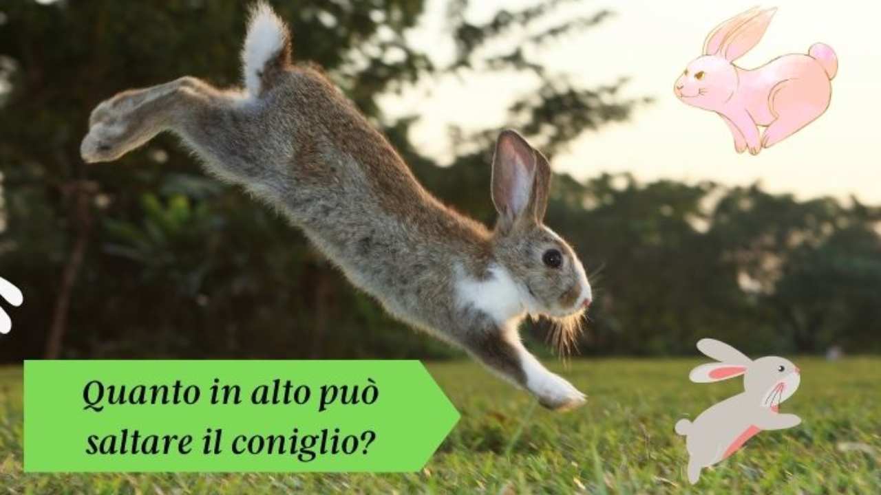 Quanto in alto può saltare il coniglio? Tutto ciò che c'è da sapere