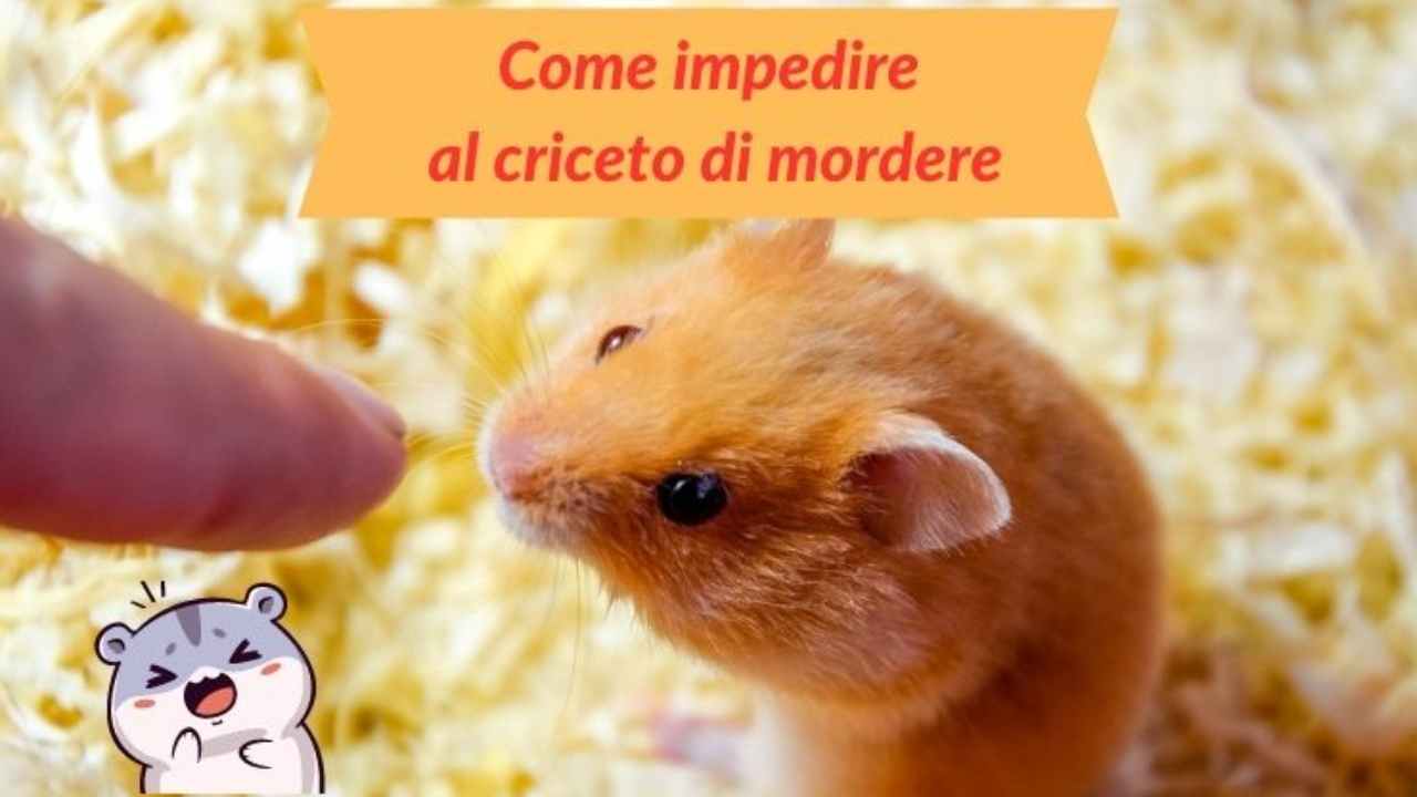 Come impedire al criceto di mordere: tutti i passaggi da seguire