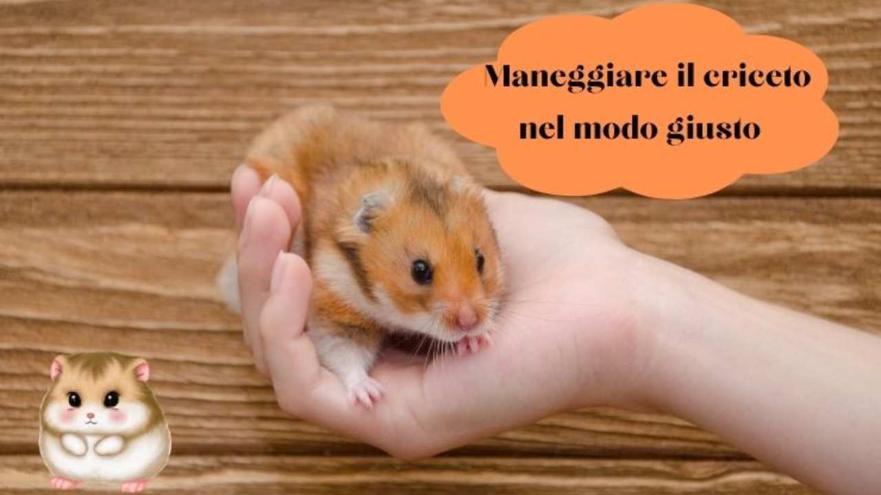 Come maneggiare il criceto: ecco come prenderlo nel modo giusto