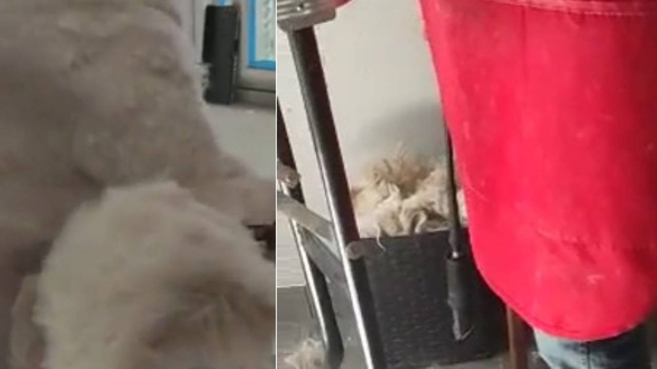 Vergogna dal toelettatore, cosa hanno trovato nel pelo del cane - VIDEO
