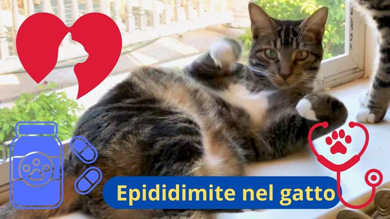 Epididimite nel gatto: di cosa si tratta, sintomi, cause e cure possibili