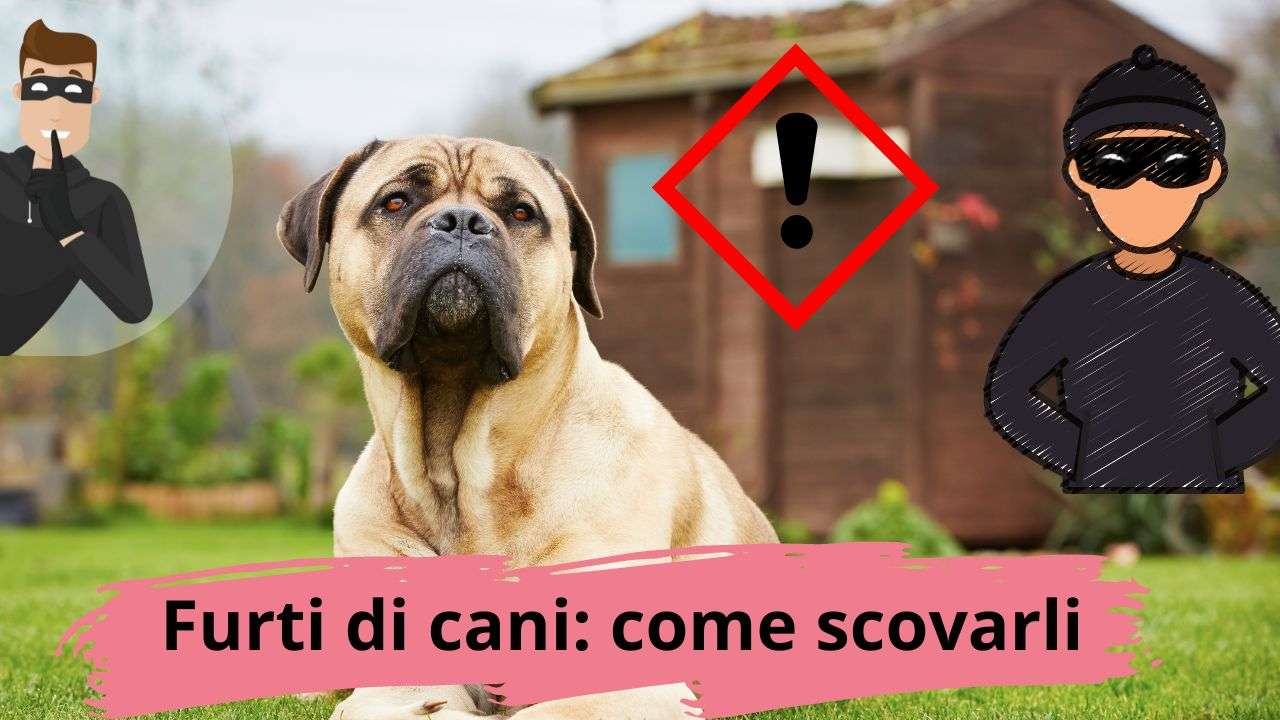 Furti di cani in aumento: come capire se un ladro sta puntando il tuo Fido