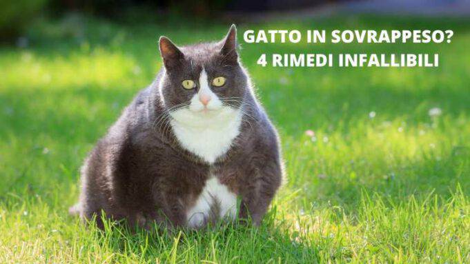 Come fare se il gatto è in sovrappeso: 4 rimedi infallibili