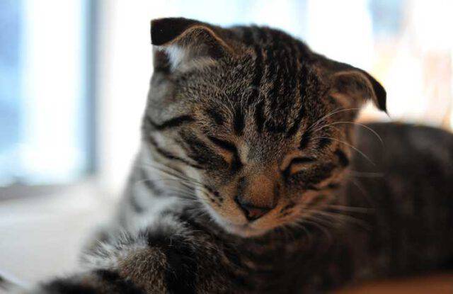 Letargia nel gatto: cause, sintomi aggiuntivi, diagnosi e trattamento