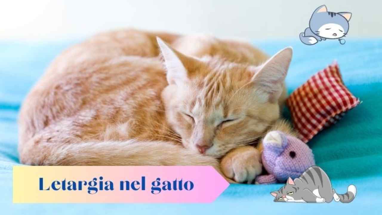 Letargia nel gatto: cause, sintomi aggiuntivi, diagnosi e trattamento