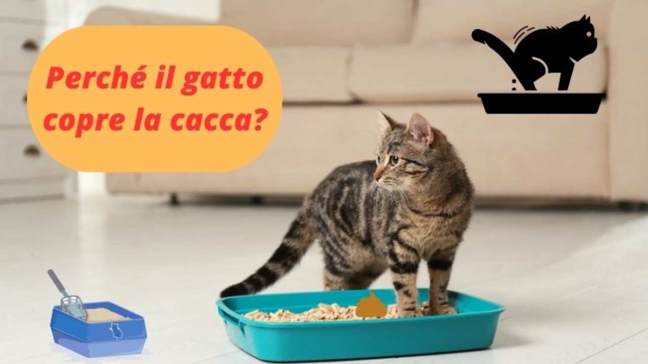 Perché il gatto nasconde la cacca? Le possibili ragioni di quest'abitudine