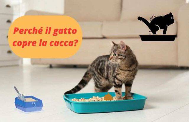 Perché il gatto nasconde la cacca? Le possibili ragioni di quest'abitudine