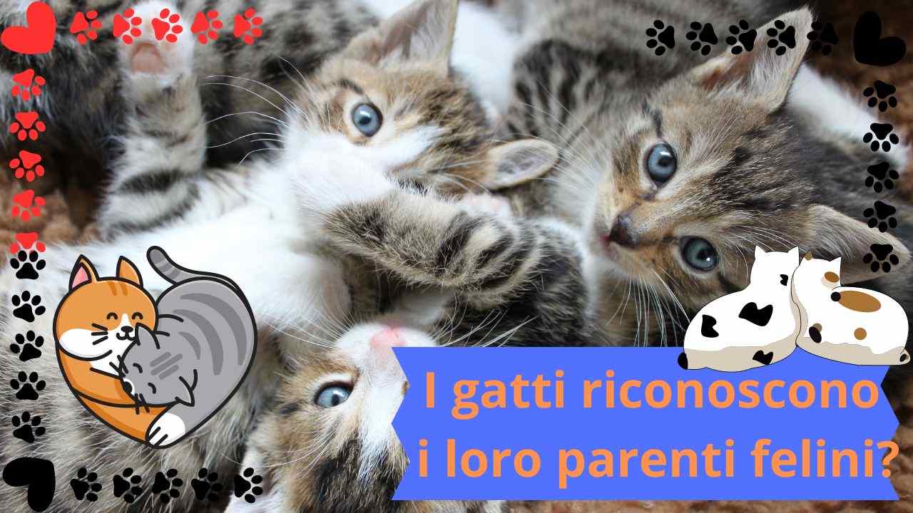 I gatti riconoscono i loro parenti felini: come ci riescono e cosa sapere