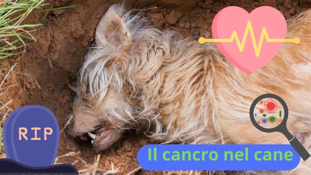 Spesso succede così: la causa di morte più diffusa nei cani è questa