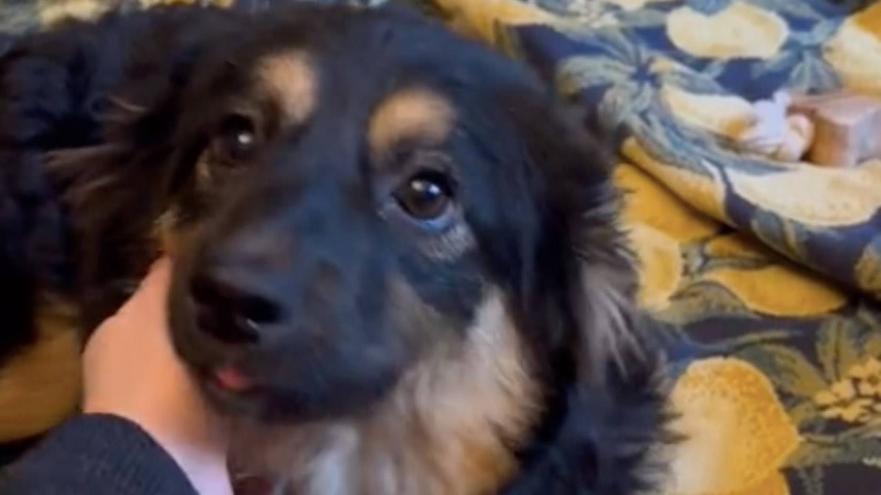 Aveva paura di tutto: in 7 giorni la cucciola di cane Tassu cambia - VIDEO