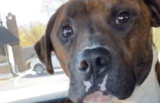 Loki è virale: il cane come il fratello di Thor: salvato dal supereroe ...