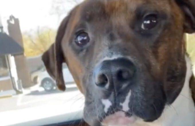 Loki è virale: il cane come il fratello di Thor: salvato dal supereroe ...