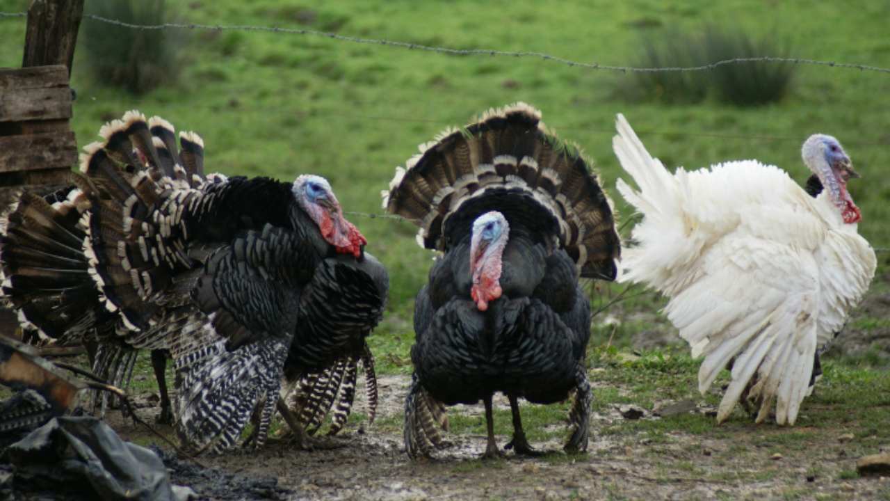 Malattie dei tacchini: le principali patologie e come riconoscerle
