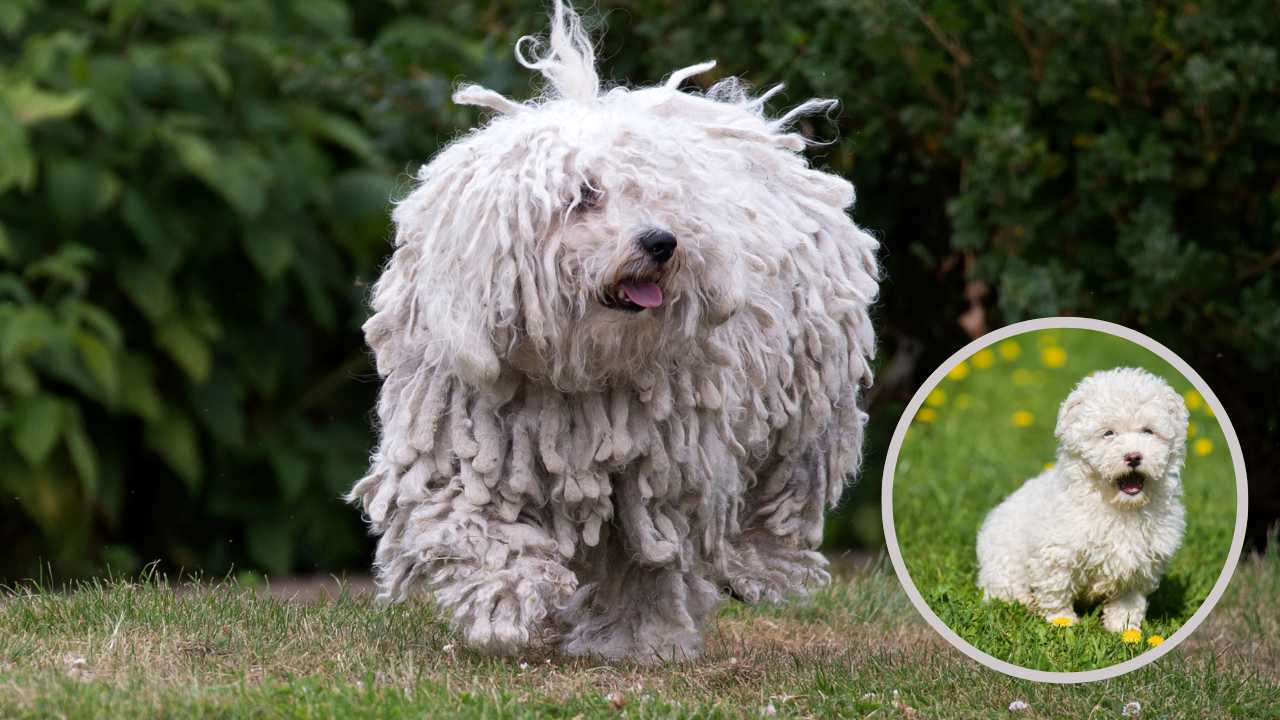 Malattie del Puli: patologie che possono manifestarsi nella razza