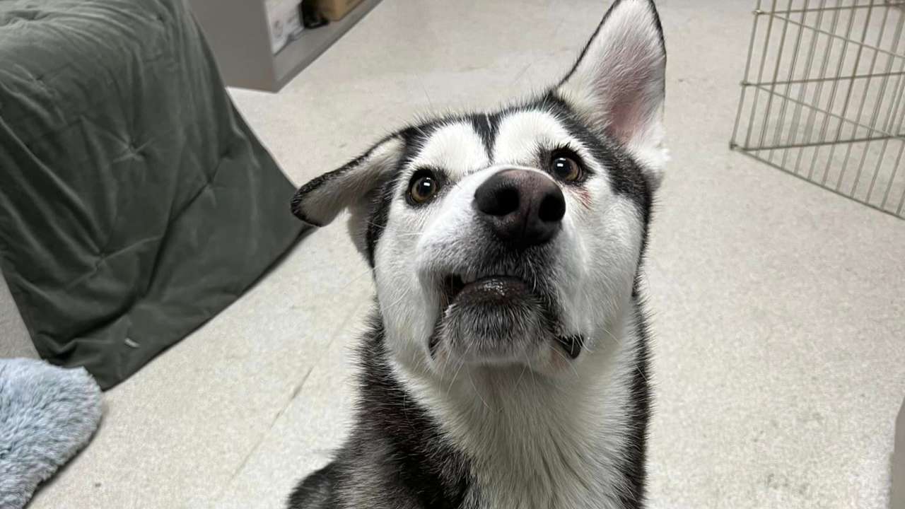 Famiglia percorre 4.000 km per salvare il cane dal muso sbilenco - FOTO