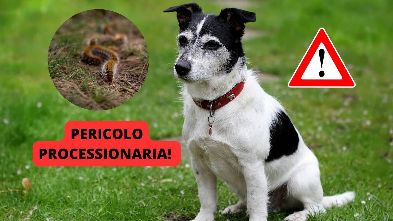 Processionaria, attenti al cane: cosa rischia e come proteggere Fido