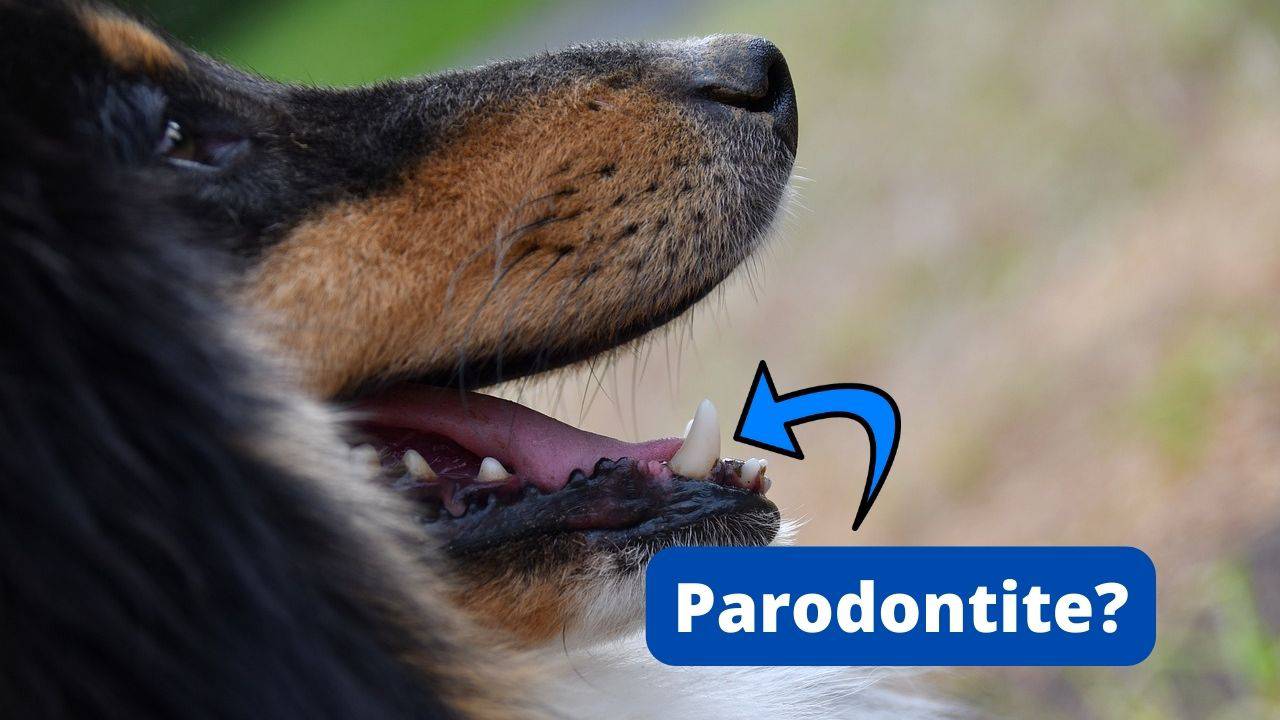 Parodontite frequente nei cani: cosa devi sapere per curarla e prevenirla