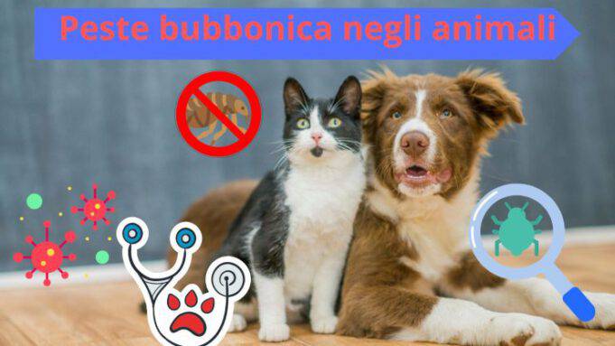 Peste bubbonica negli animali: di cosa si tratta e come affrontarla